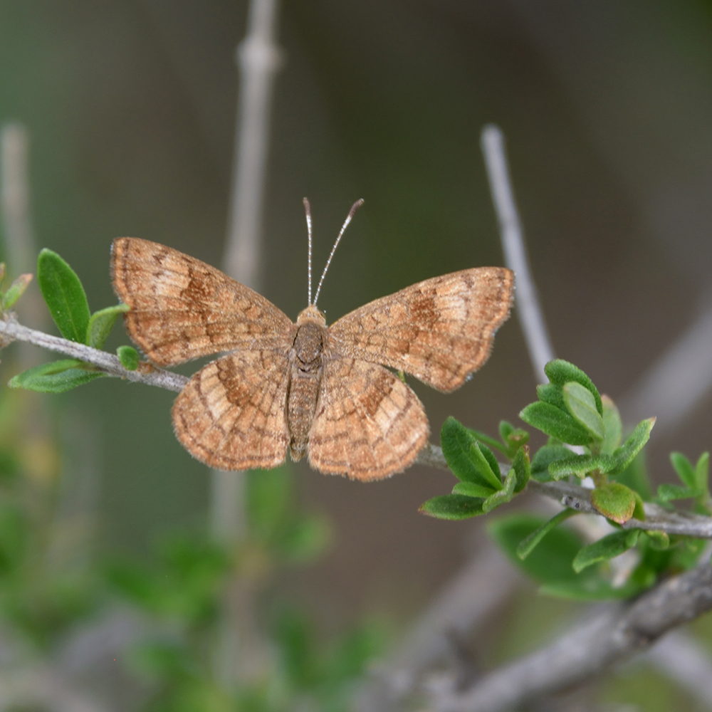Calephelis nemesis (W.H. Edwards, 1871) Fatal Metalmark - Alexanders ...